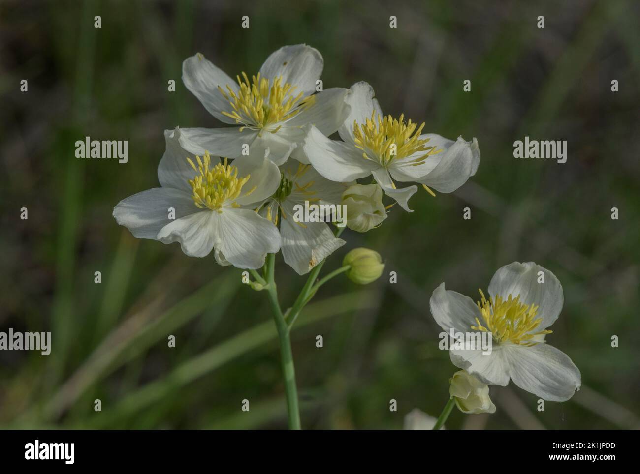 Tuberous-rooted meadow rue, Thalictrum tuberosum in flower on dry slope ...
