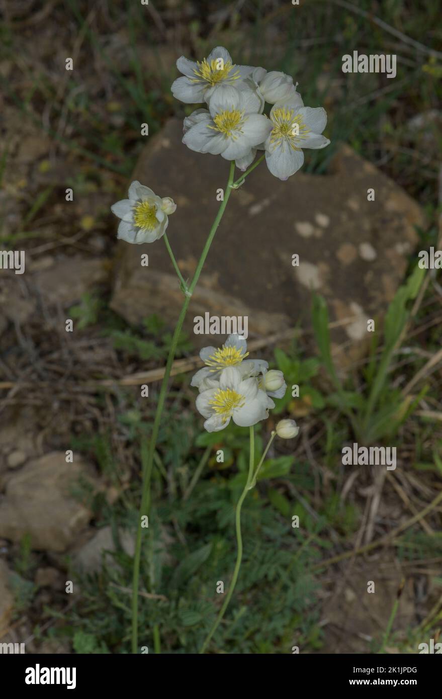 Tuberous-rooted meadow rue, Thalictrum tuberosum in flower on dry slope ...