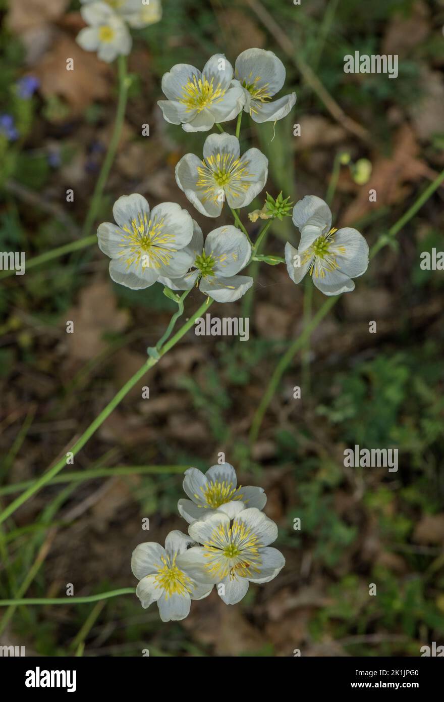 Tuberous-rooted meadow rue, Thalictrum tuberosum in flower on dry slope ...