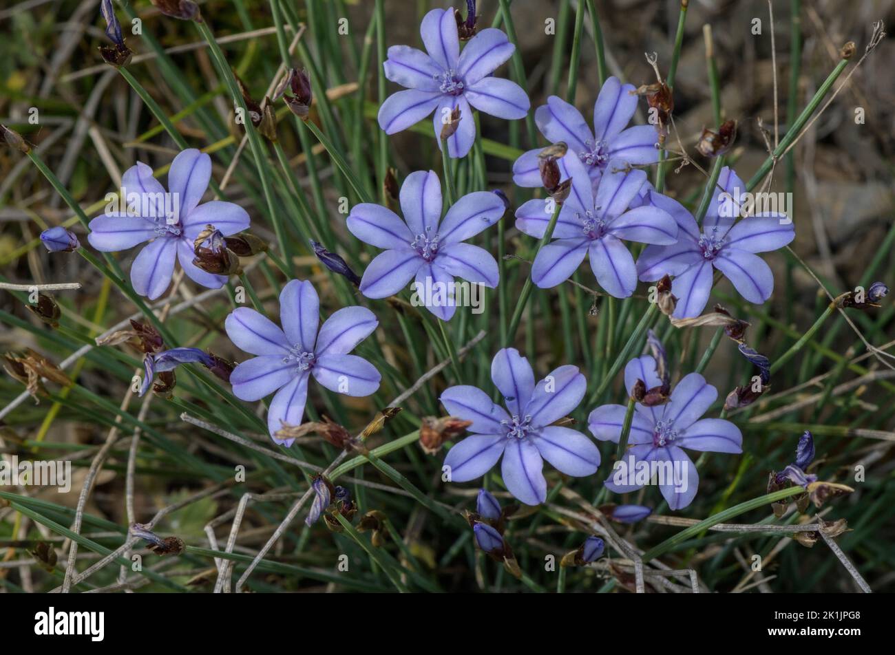 Blue Grass Lily, Aphyllanthes monspeliensis, in flower in garrigue ...