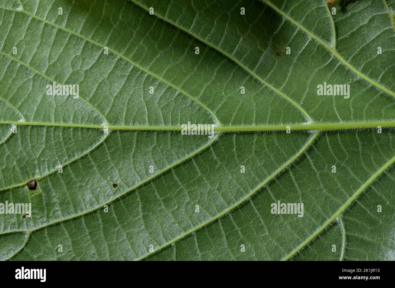 Underside of leaves of Large-leaved Lime, Tilia platyphyllos, showing ...
