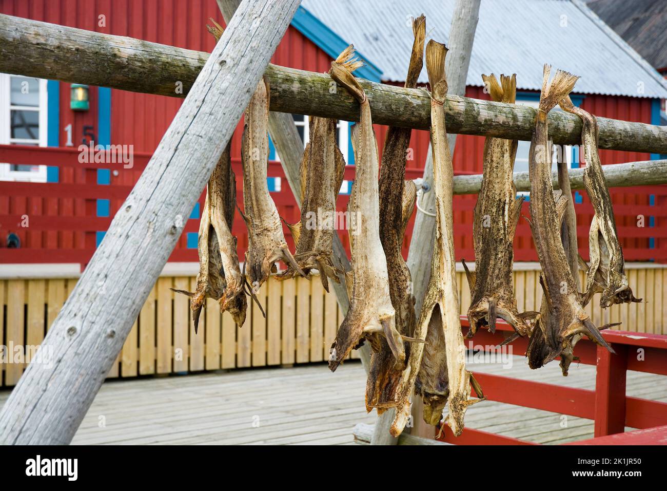 Drying cod fish in A village, Lofoten, Norway Stock Photo - Alamy