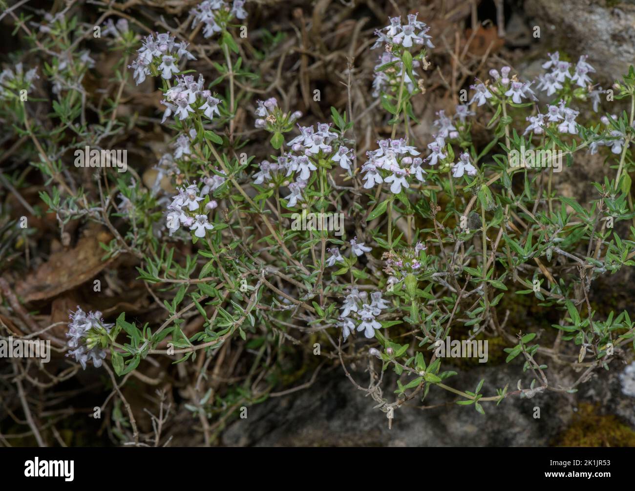 Common thyme, Thymus vulgaris, in flower in garrigue, France Stock ...