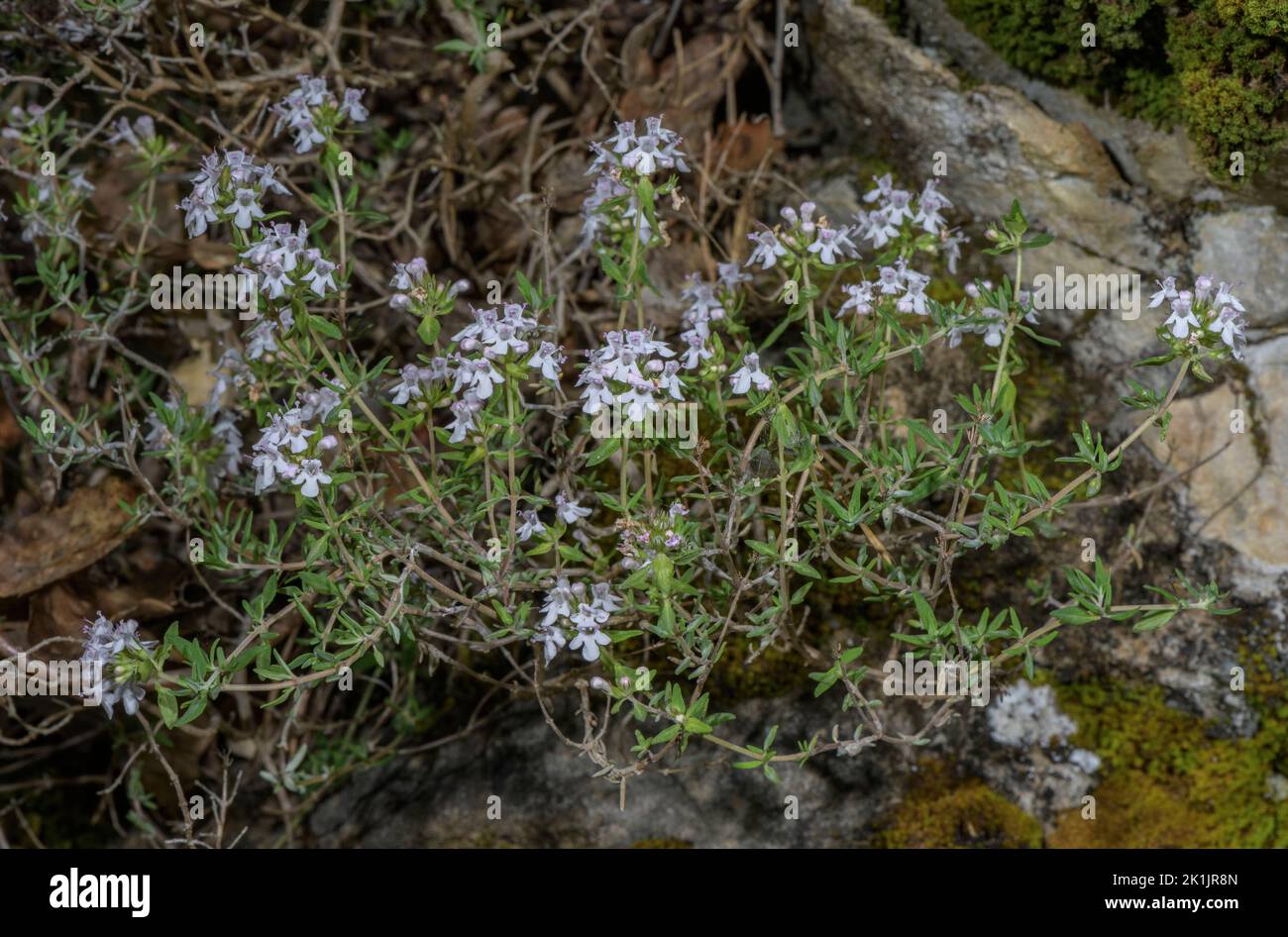 Common thyme, Thymus vulgaris, in flower in garrigue, France Stock ...