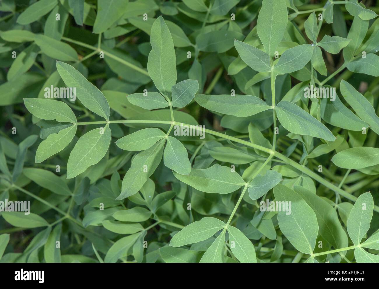 Leaves of Sermountain, Laserpitium siler Stock Photo - Alamy