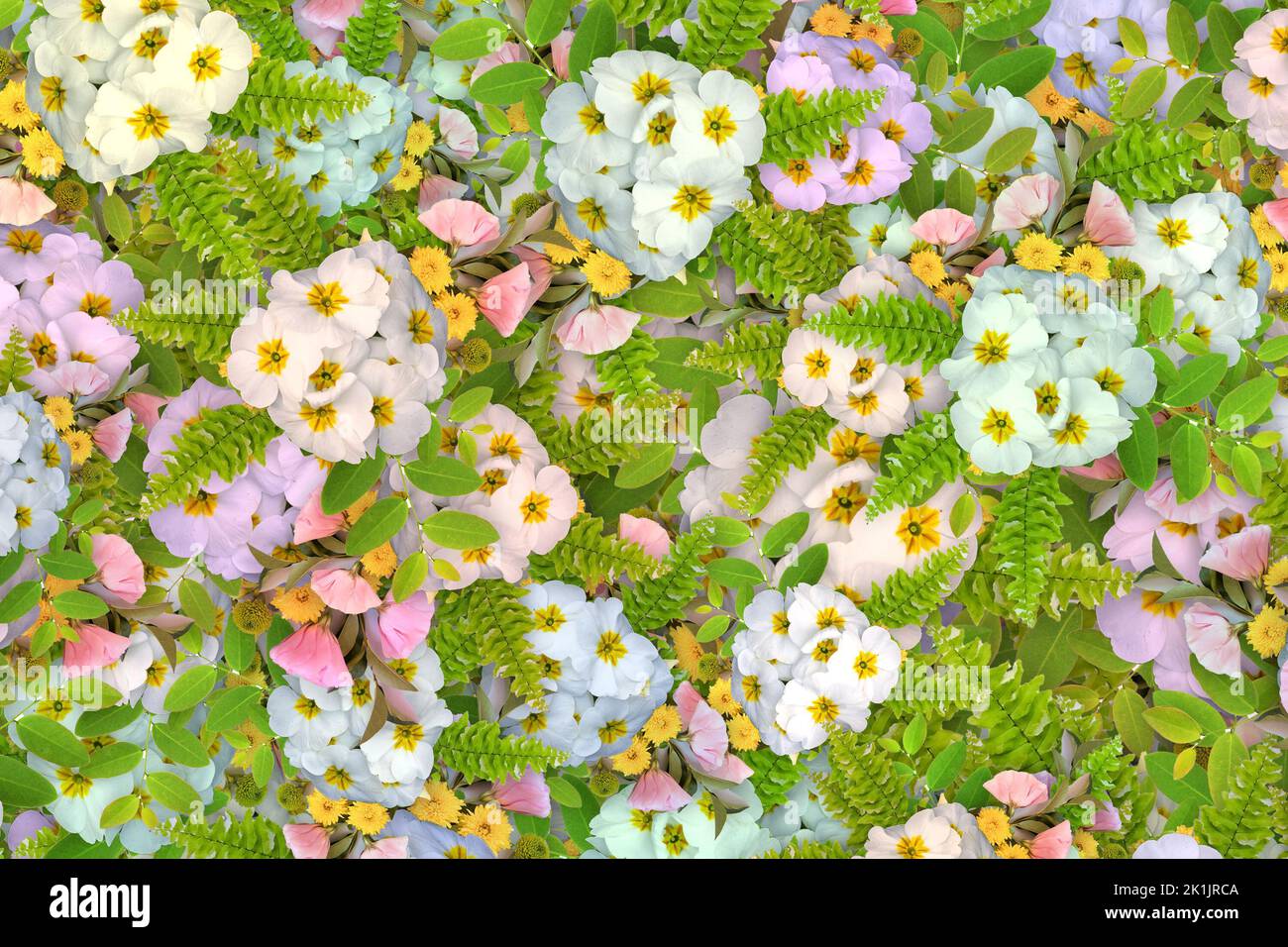 A top view of colorful primroses in a field on a sunny day for ...