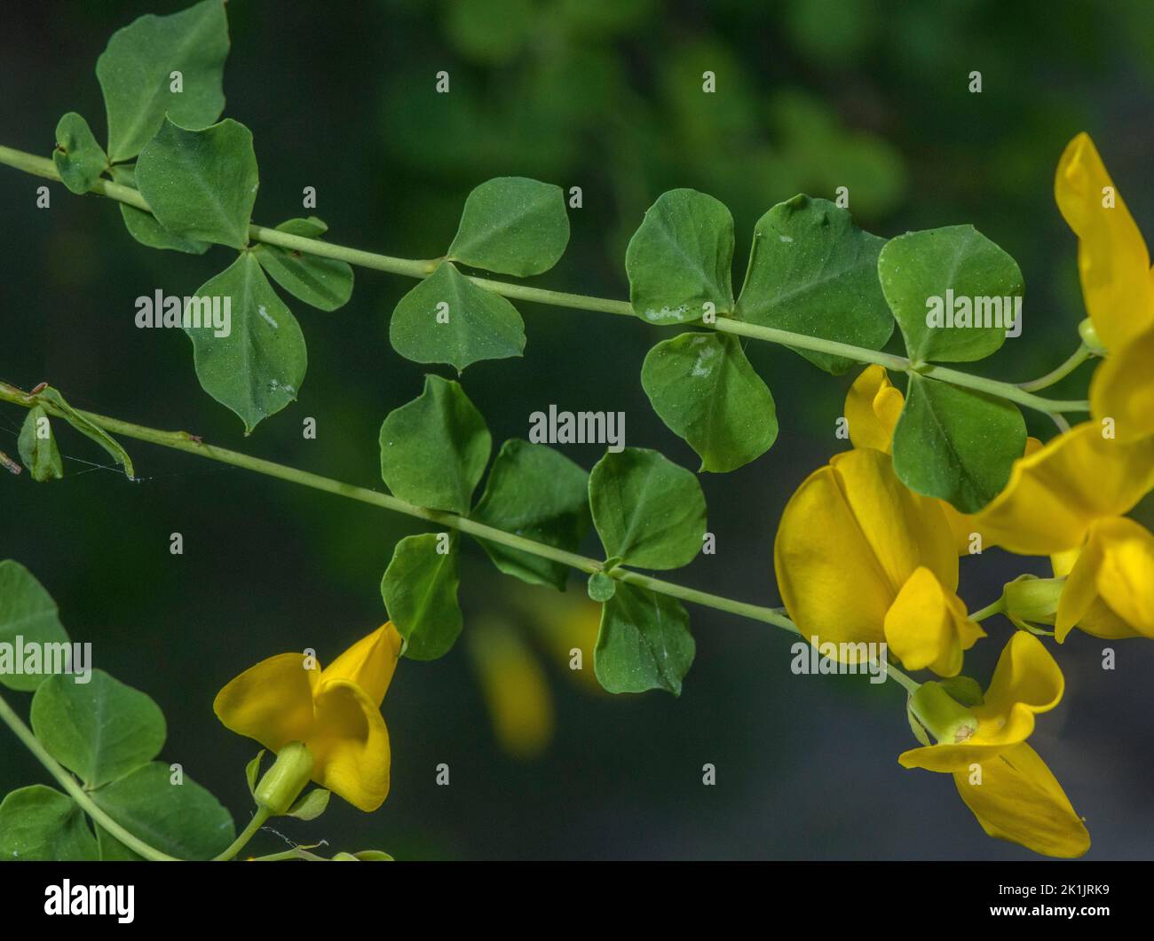 Sessile-Leaved Cytisus, Cytisophyllum sessilifolium, in flower ...