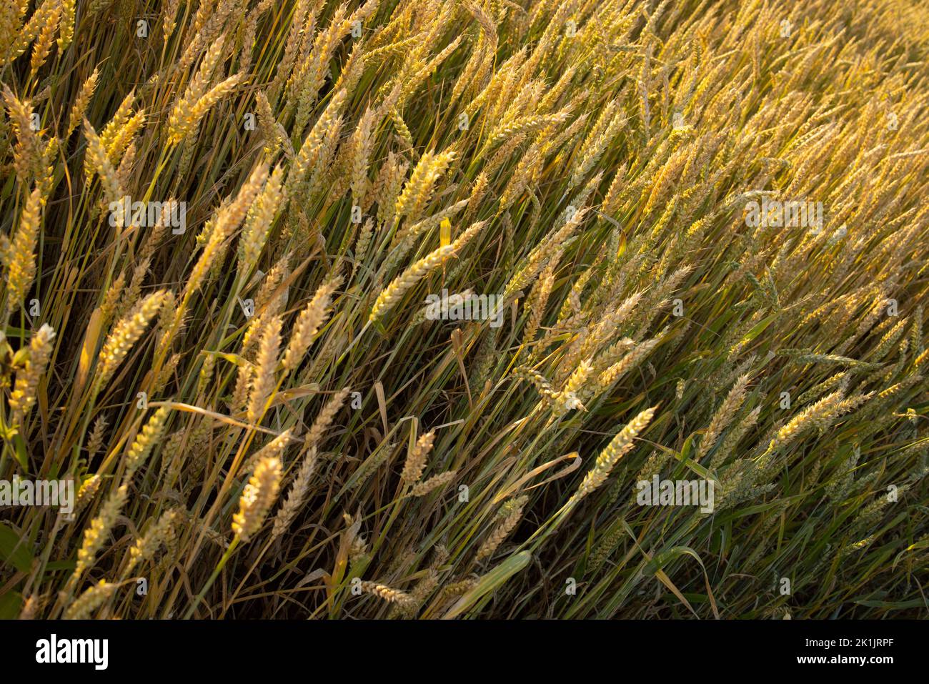 Wheat, rye field. Ears of golden wheat, rye close-up. Rural landscapes ...