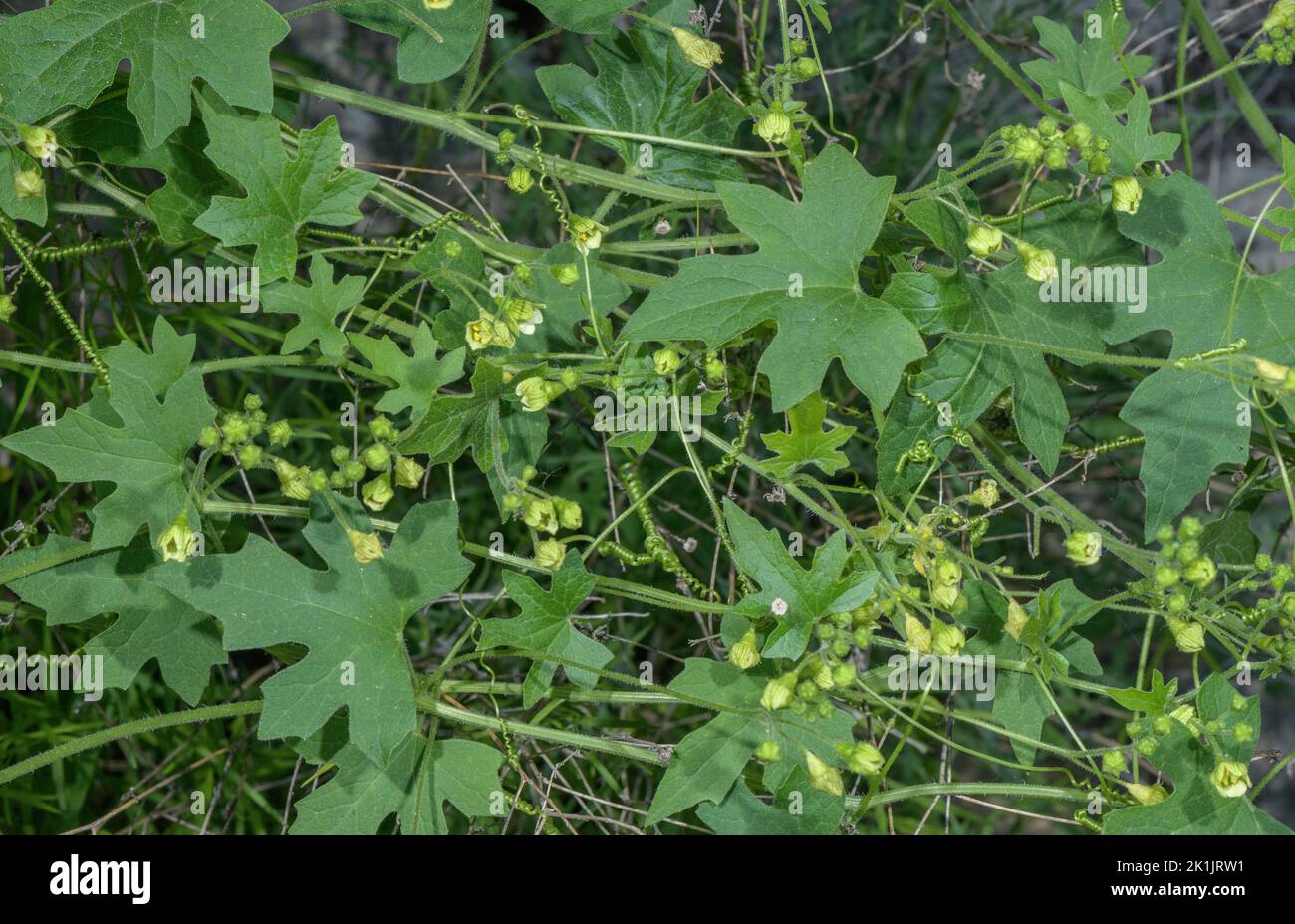 White bryony, Bryonia dioica, in flower, with tendrils Stock Photo - Alamy