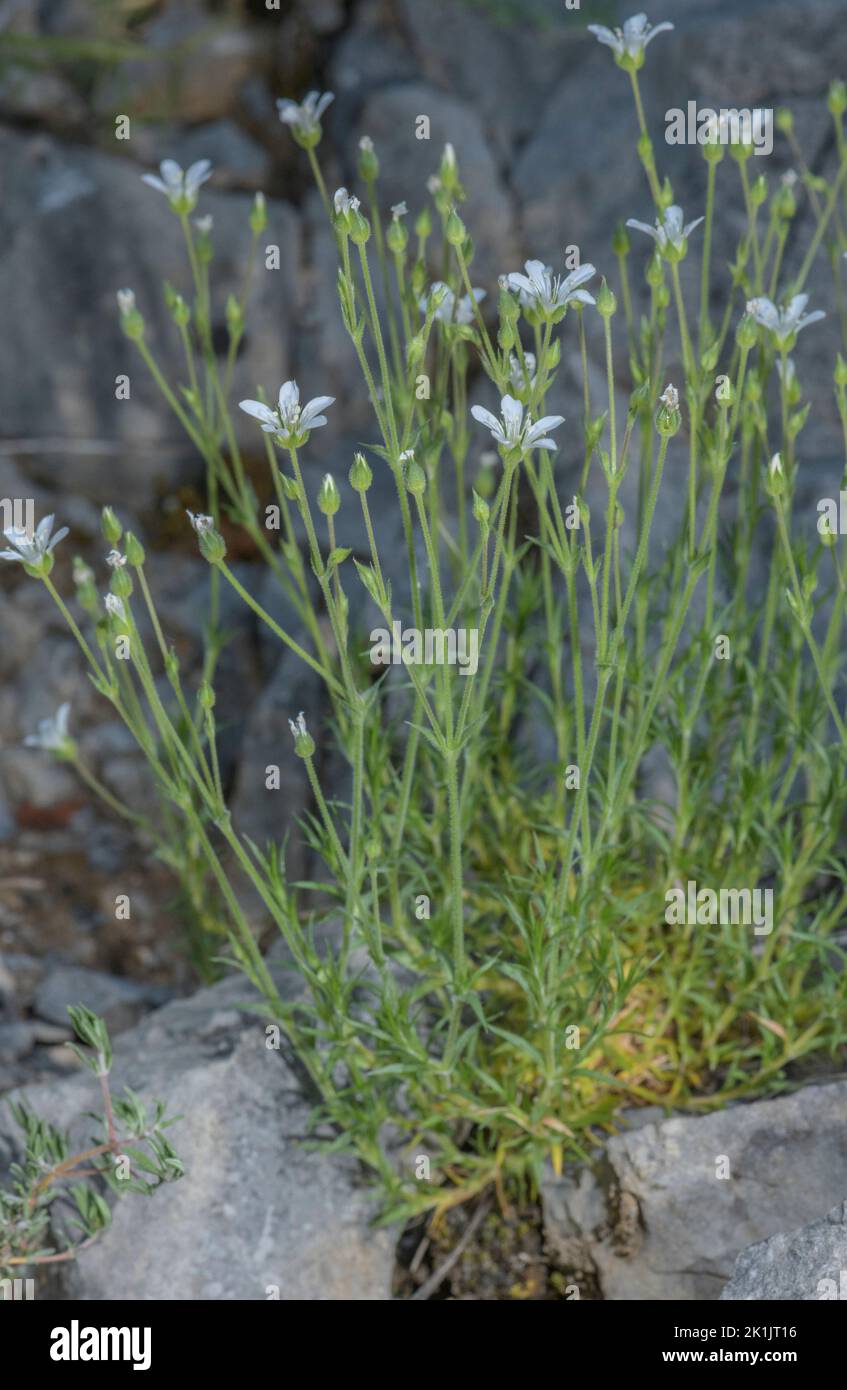 Arenaria hispida, in flower on limestone ledge, Pyrenees Stock Photo ...