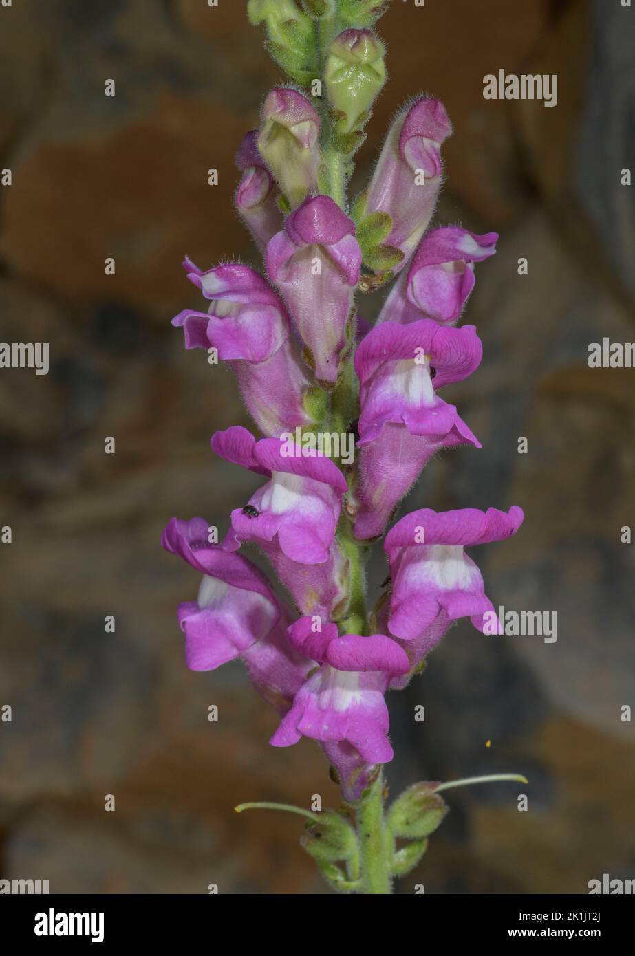 Wild Snapdragon, Antirrhinum majus in flower on limestone cliff ...
