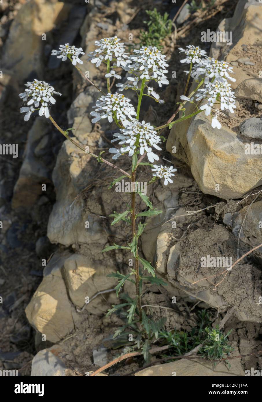 Wild candytuft, Iberis amara, in flower in dry limestone soil Stock ...