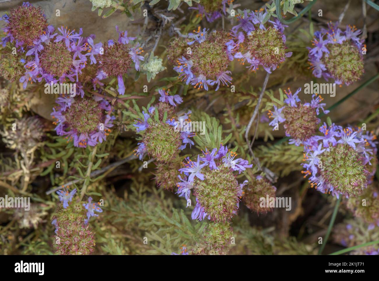 Montpelier coris hi-res stock photography and images - Alamy