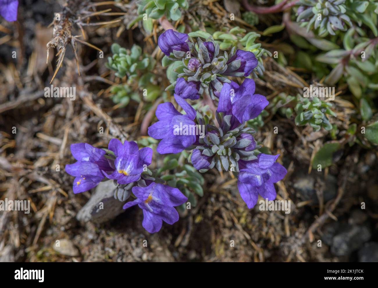 Alpine toadflax, Linaria alpina in flower in the high Pyrenees ...