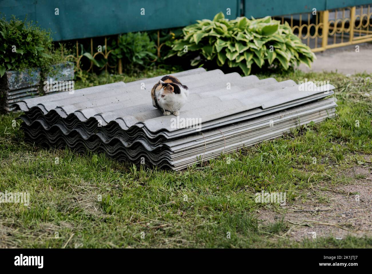 street cute cat sitting on a slate. pet Stock Photo - Alamy