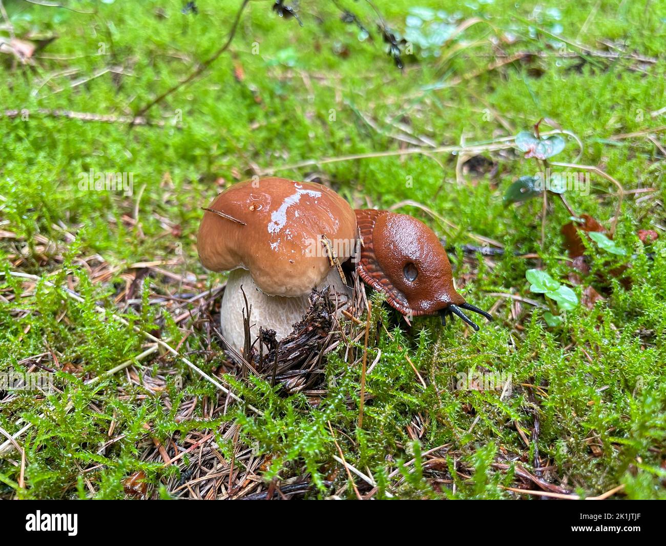 Porcini mushroom with a snail in autumn Stock Photo - Alamy