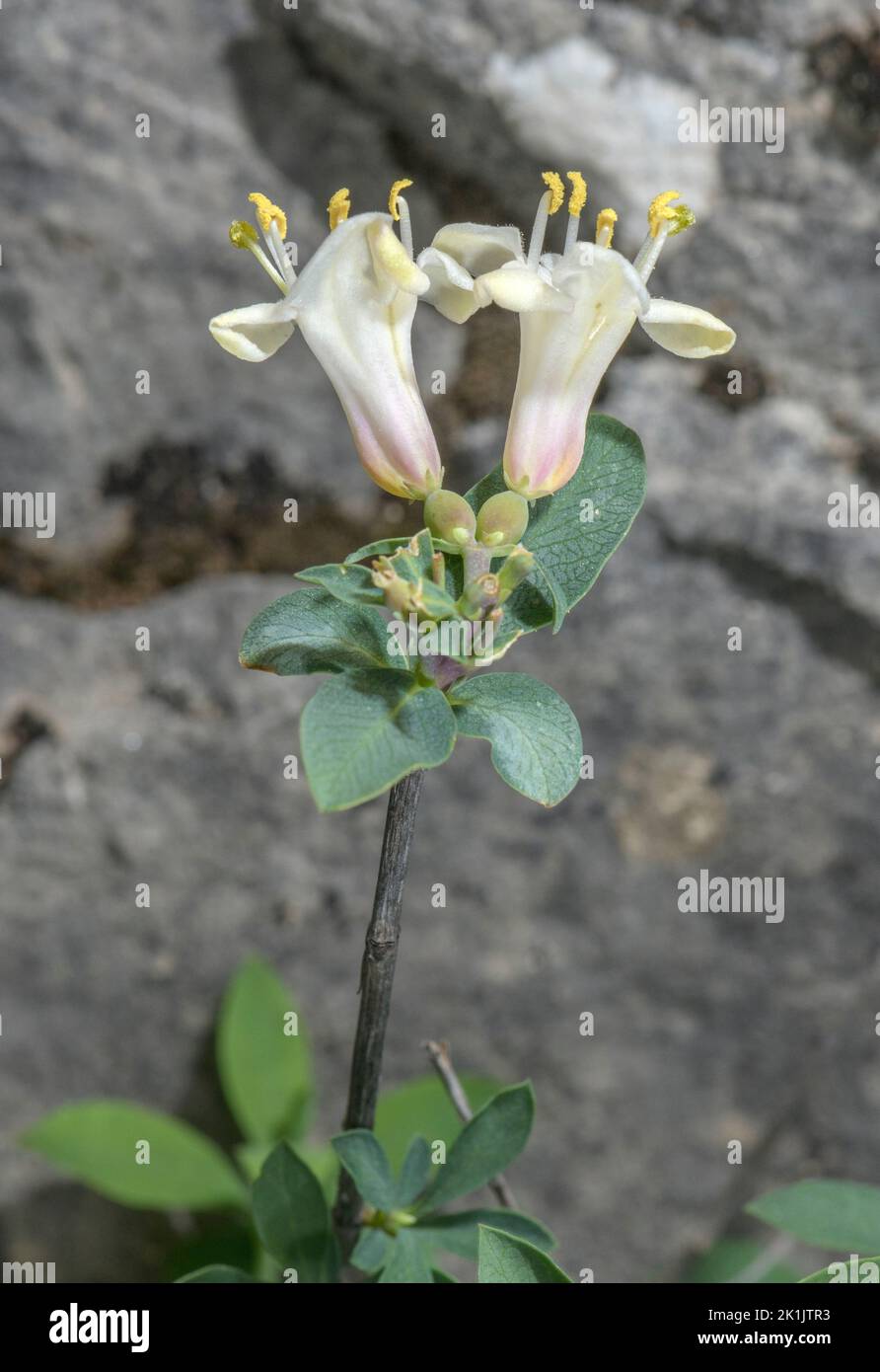 Pyrenean honeysuckle, Lonicera pyrenaica in flower in limestone gorge ...