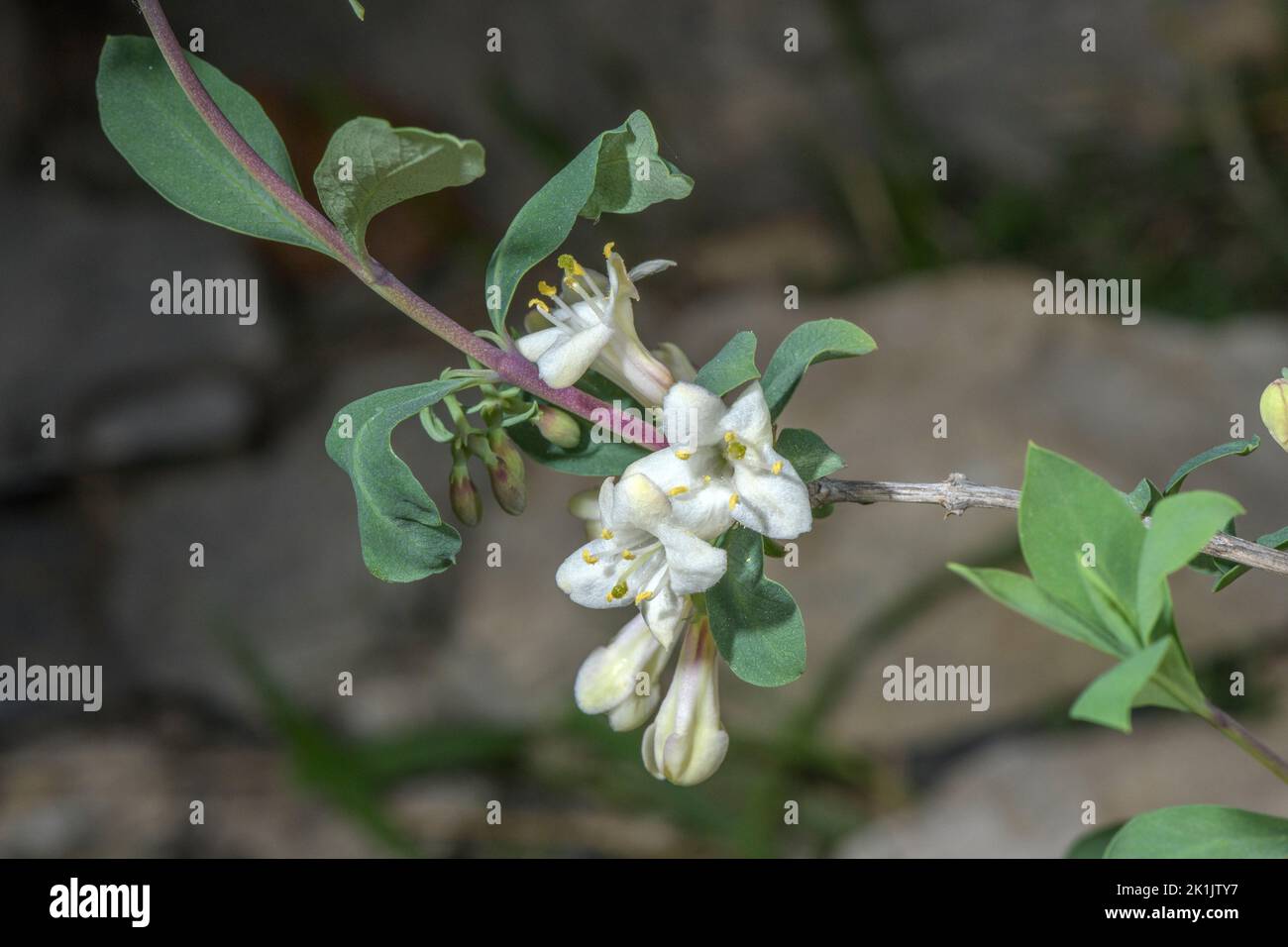 Pyrenean honeysuckle, Lonicera pyrenaica in flower in limestone gorge ...