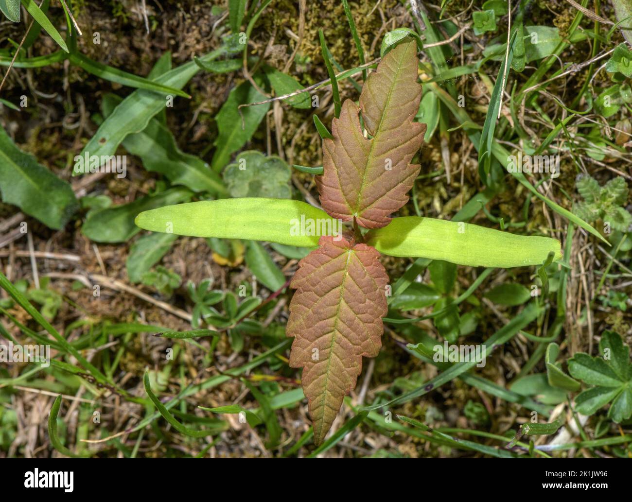 Seedling of Sycamore, Acer pseudoplatanus, at seed-leaf stage Stock ...