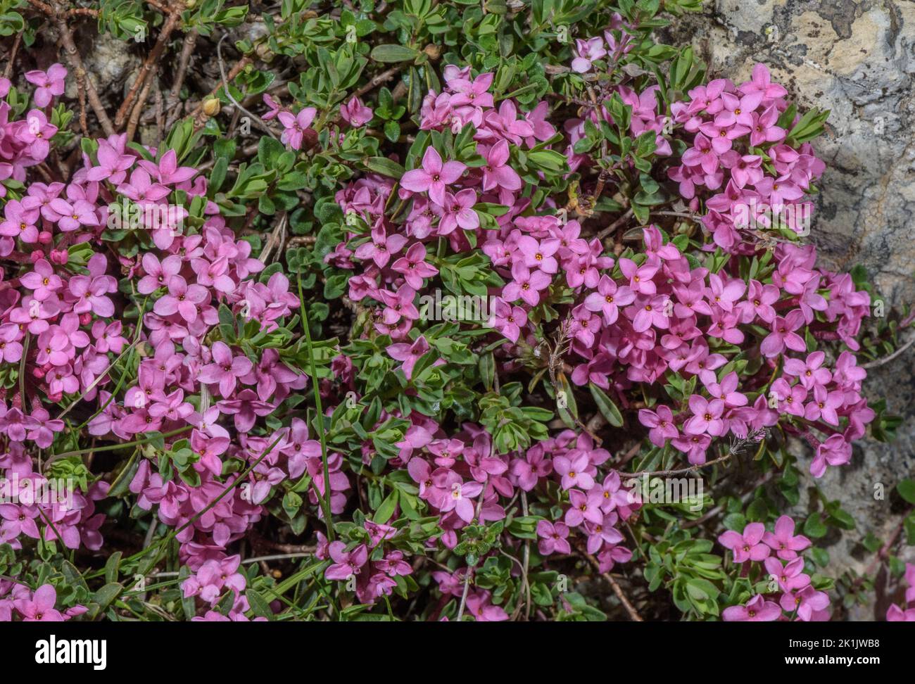 Garland flower, Daphne cneorum in flower in high pasture, Pyrenees ...