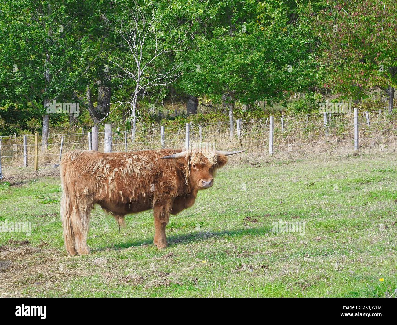 A big Highland cattle standing on a grassy field Stock Photo - Alamy