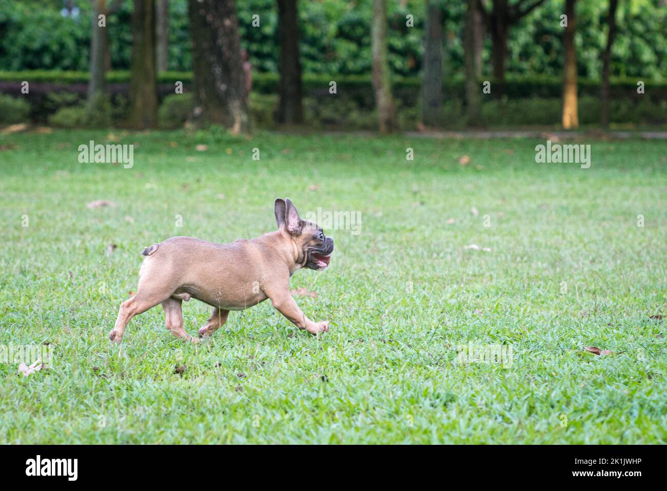 French Bulldog running on the field. Side view, copy space Stock Photo ...