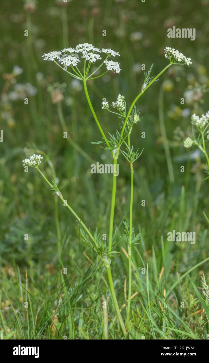 Pignut, Conopodium majus, in flower in unimproved pasture Stock Photo ...