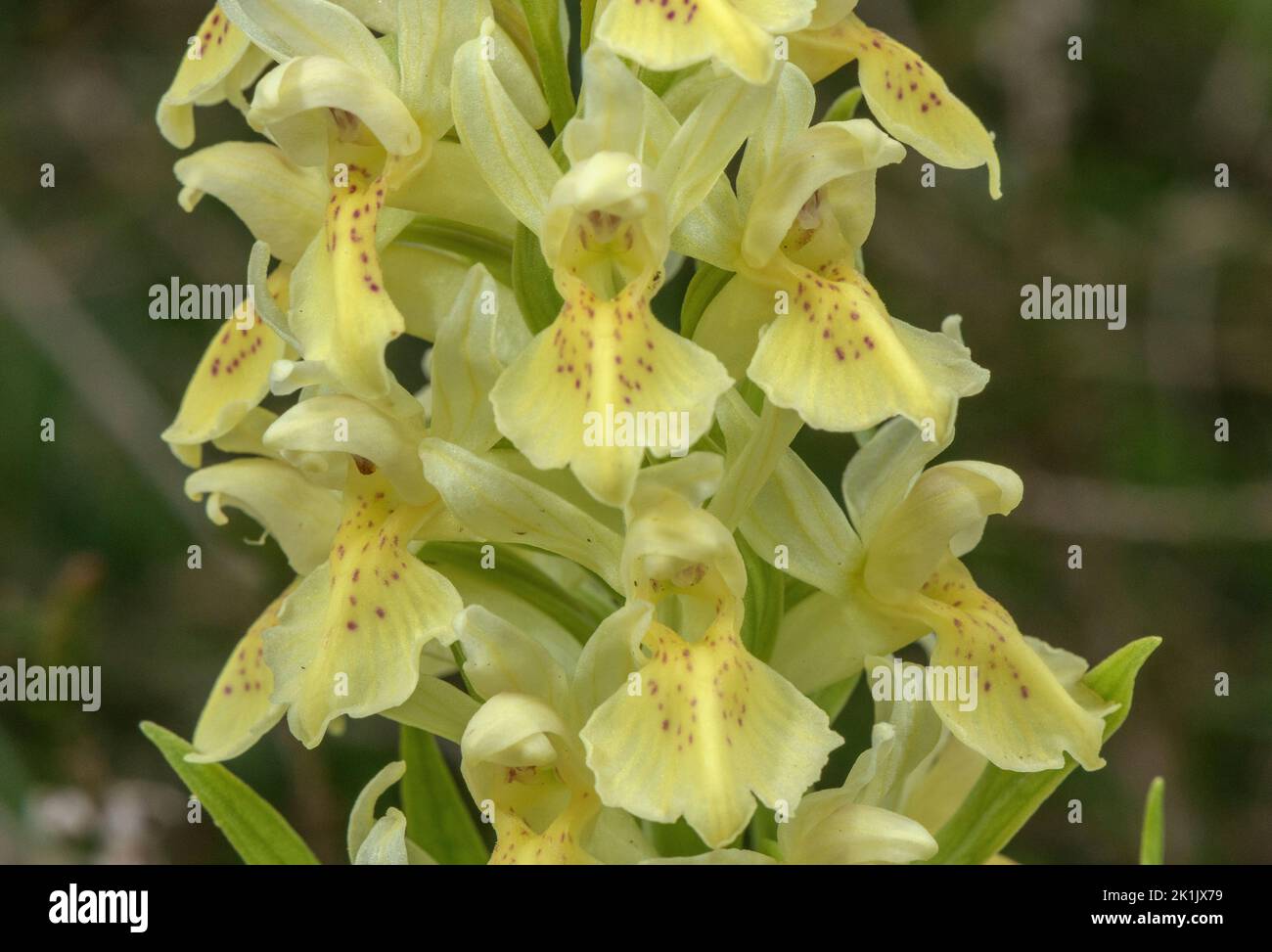 Flowers of Elder-flowered Orchid, Dactylorhiza sambucina, yellow form ...