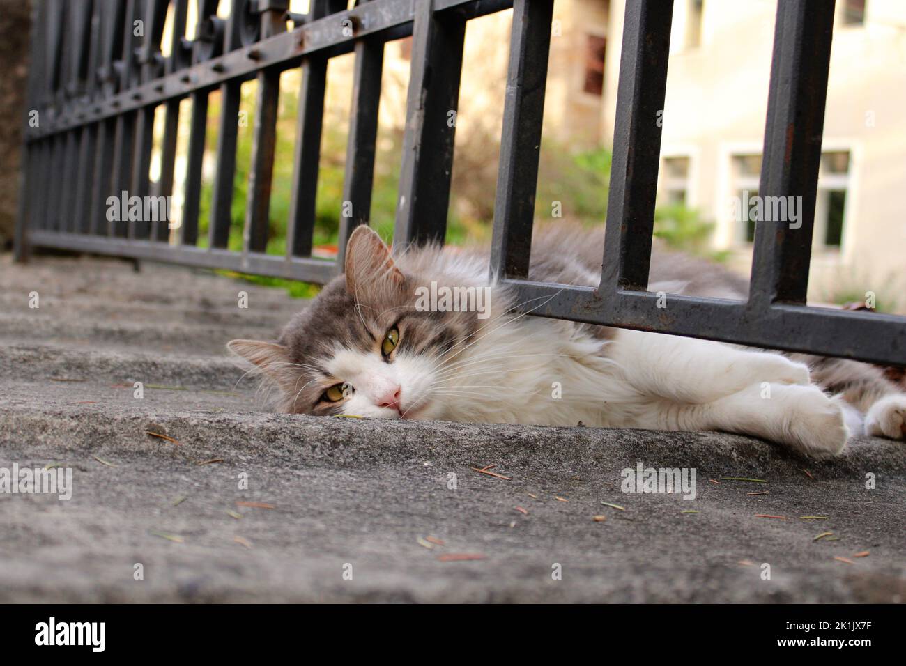 A fun shot of a longhair cat laying on the ground under a metal black ...
