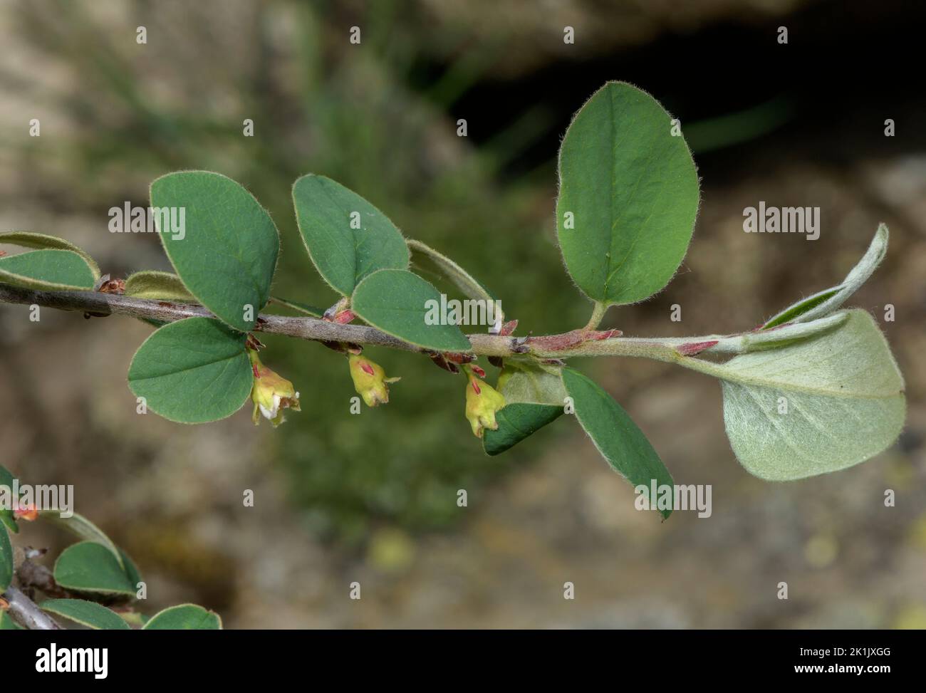 Common cotoneaster, Cotoneaster integerrimus, in flower in rocky ...