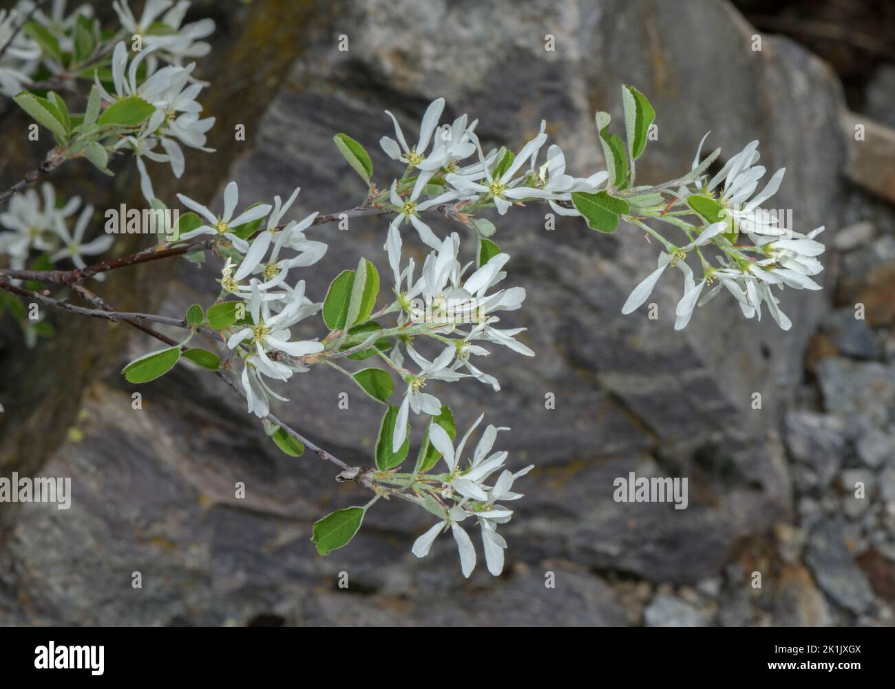 Snowy mespilus, Amelanchier ovalis, in flower on rocky slope, Pyrenees ...