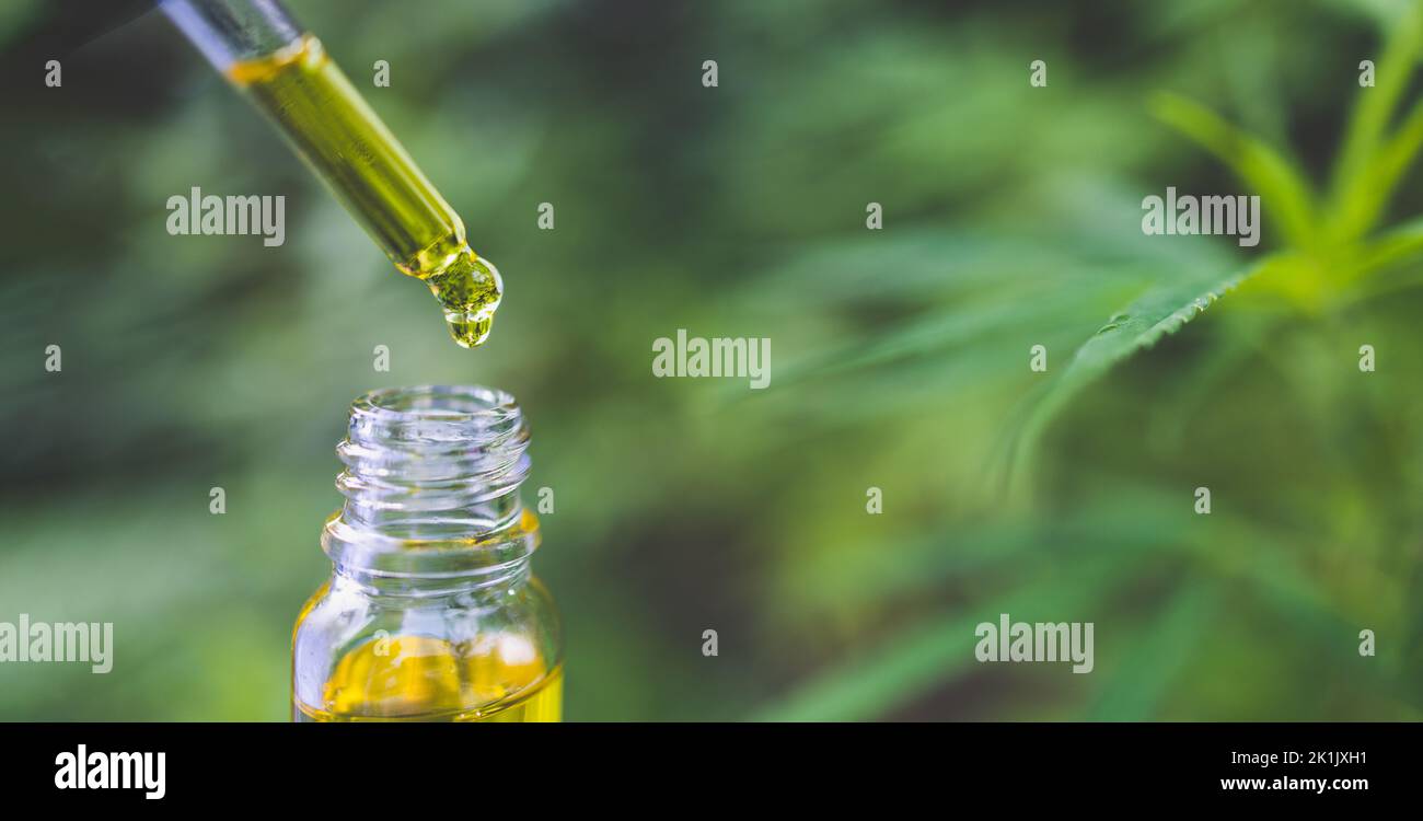 Drops of Hemp oill, CBD cannabis oil in pipette, medical marijuana ...