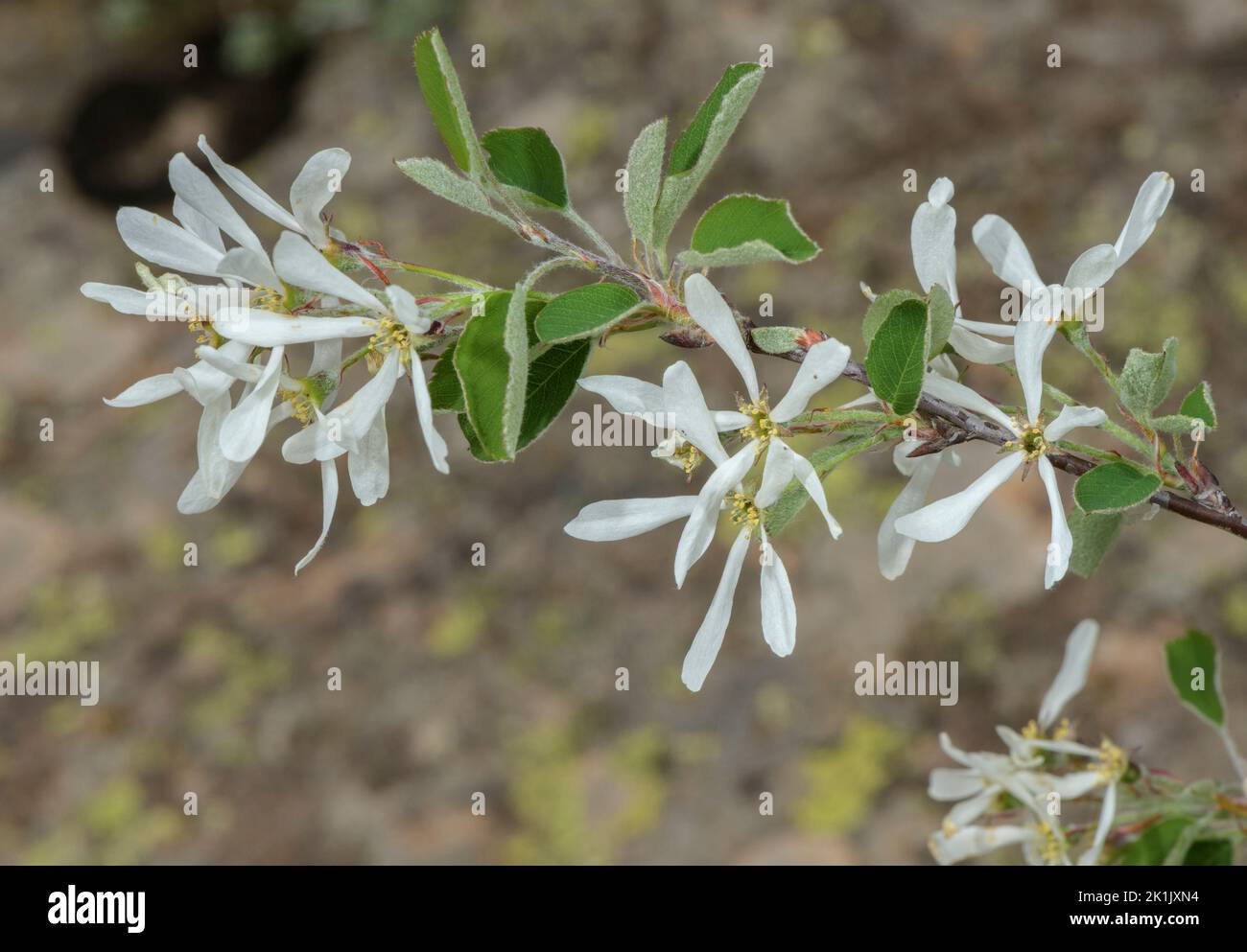 Snowy mespilus, Amelanchier ovalis, in flower on rocky slope, Pyrenees ...