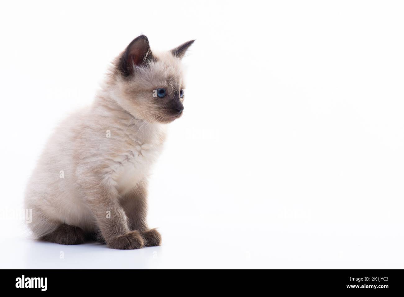 Close up portrait of funny curious Siamese cat looking away attentive ...