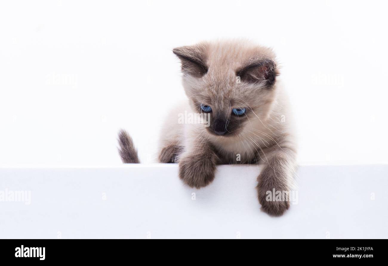 Kitten head with paws up peeking over blank white sign placard. Pet ...