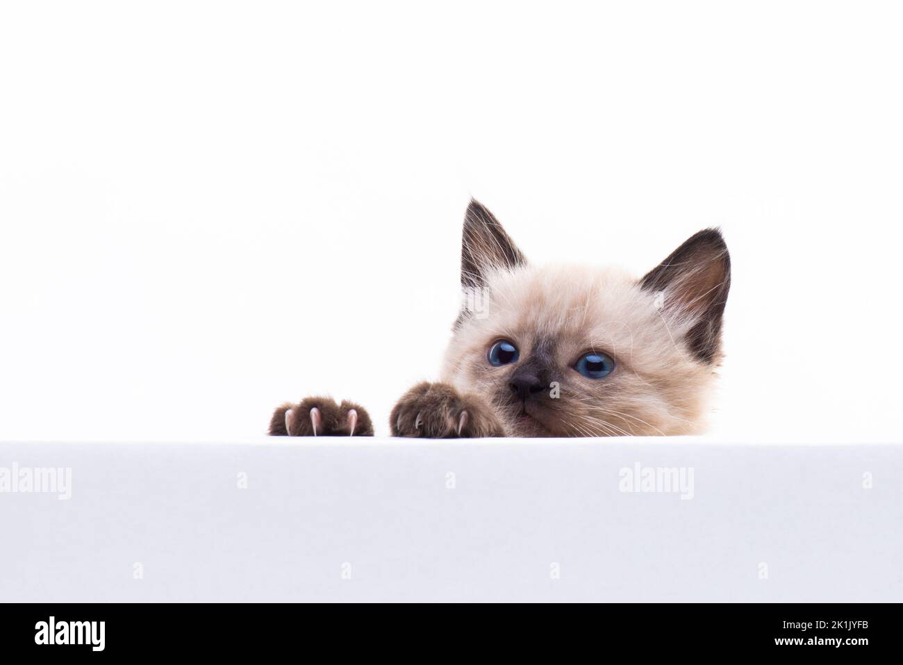 Kitten head with paws up peeking over blank white sign placard. Pet ...