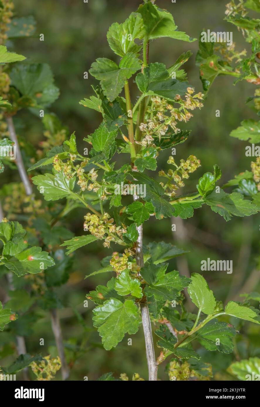 Alpine currant, Ribes alpinum in flower among rocks. Pyrenees Stock ...