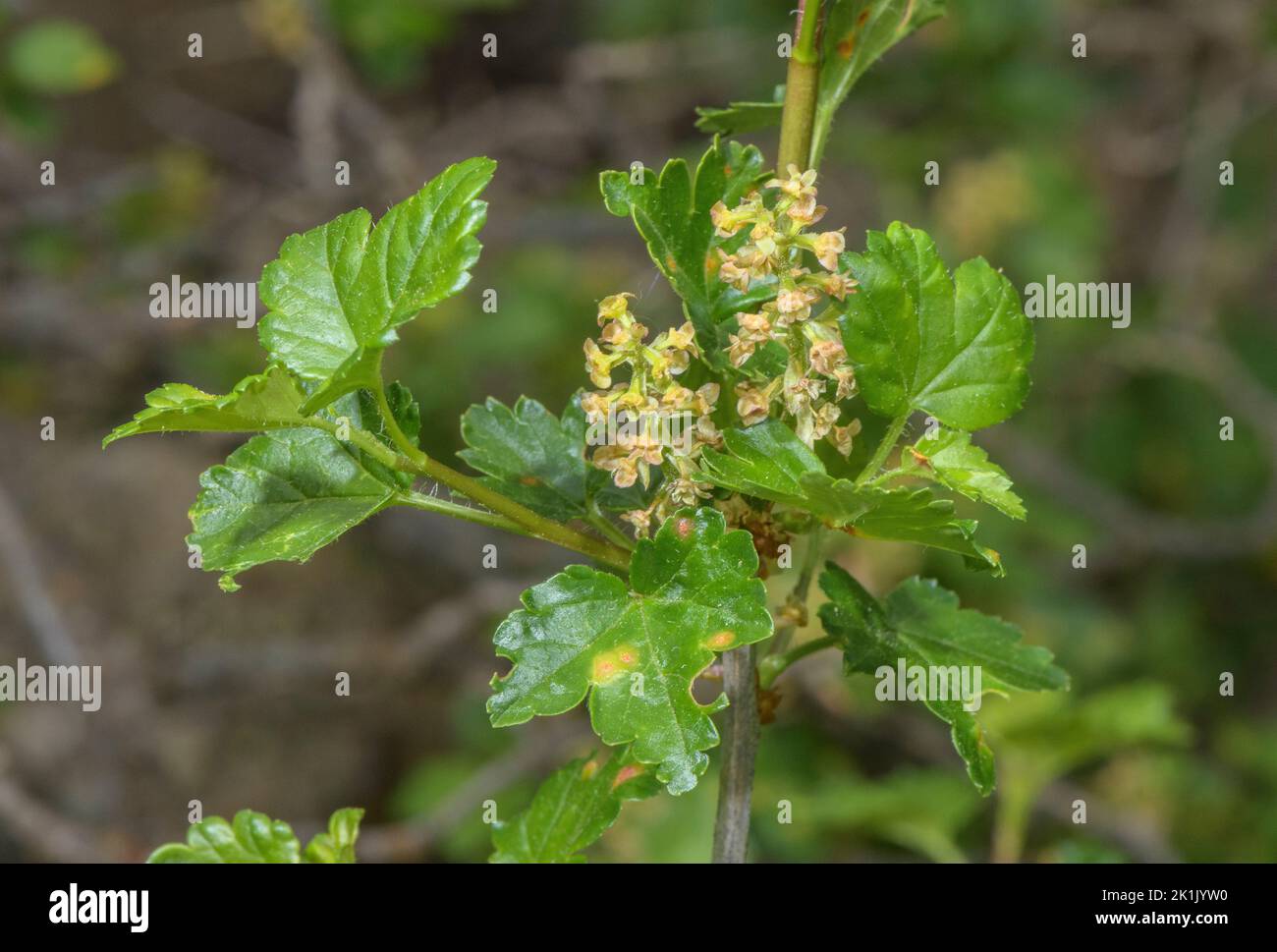 Alpine currant, Ribes alpinum in flower among rocks. Pyrenees Stock ...