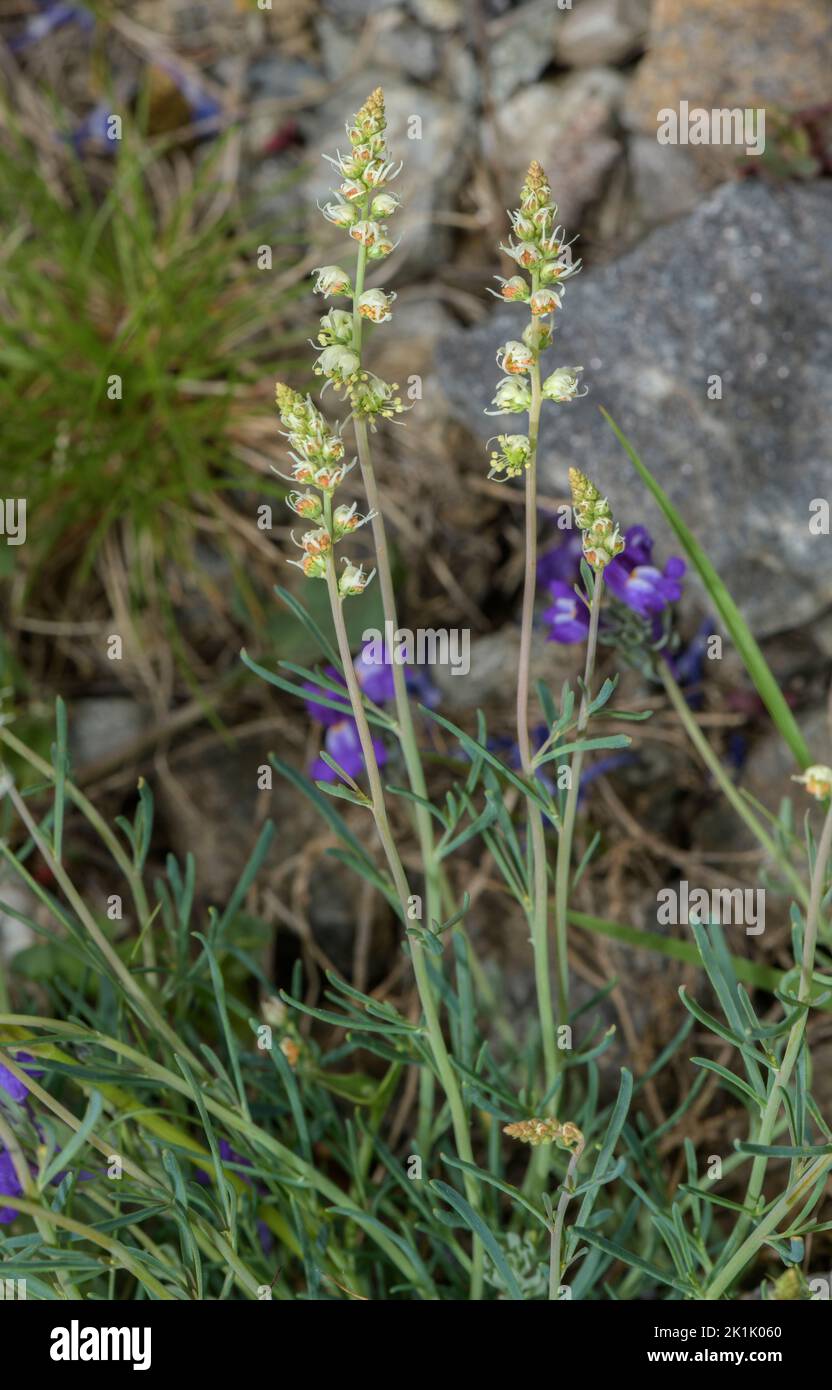 Pyrenean Mignonette, Reseda glauca in flower on acid scree, Pyrenees ...