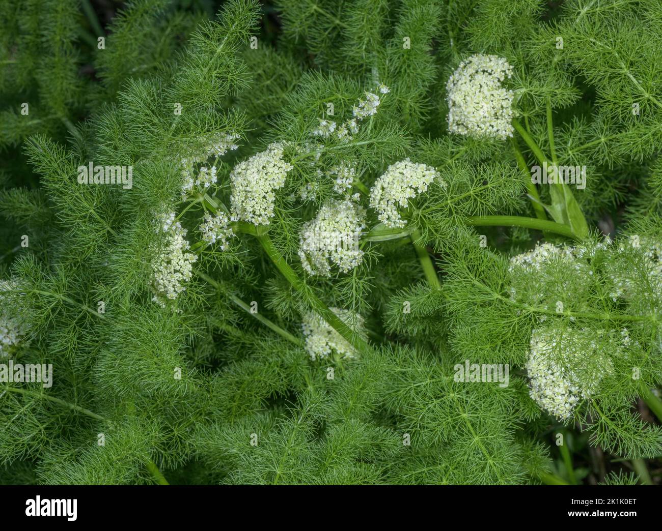 Baldmoney hi-res stock photography and images - Alamy