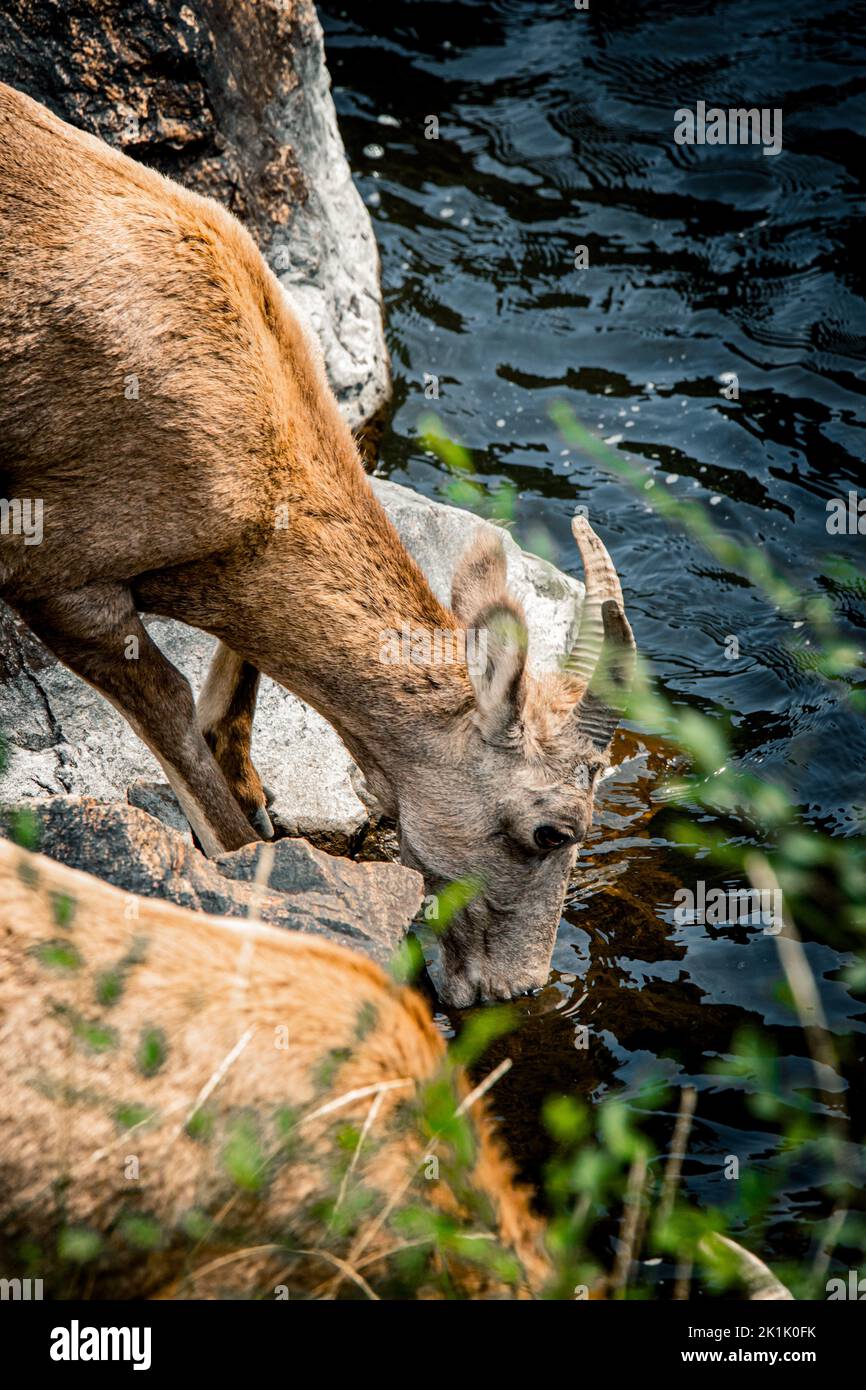 A beautiful shot of a bighorn sheep drinking water Stock Photo - Alamy