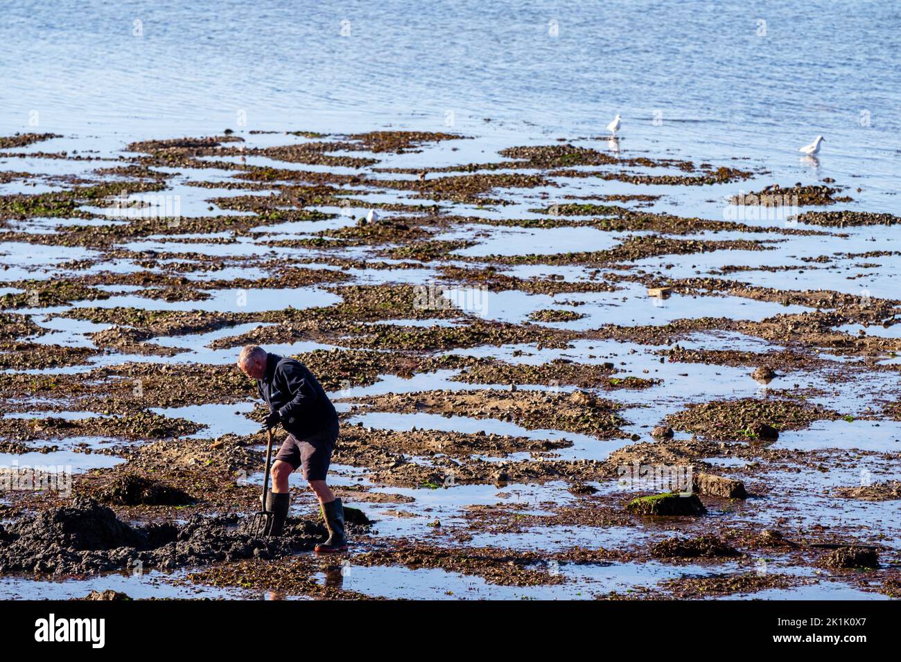 Oyster Catcher working in the morning on the beach Stock Photo - Alamy