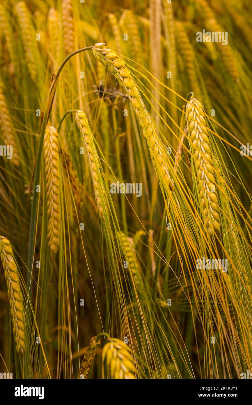 Ears of corn Stock Photo - Alamy