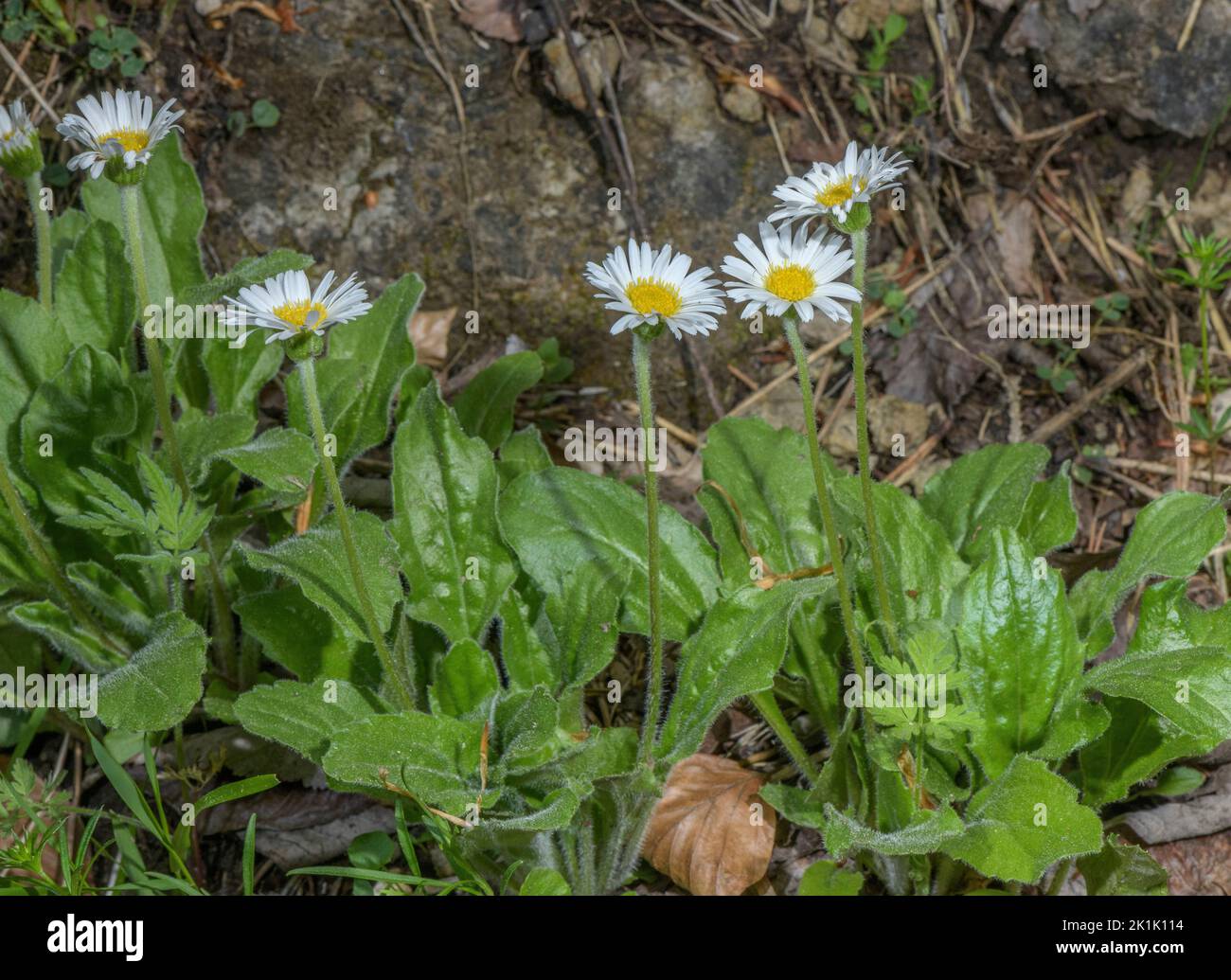 White false aster, Aster bellidiastrum, in flower. Vercors Stock Photo ...