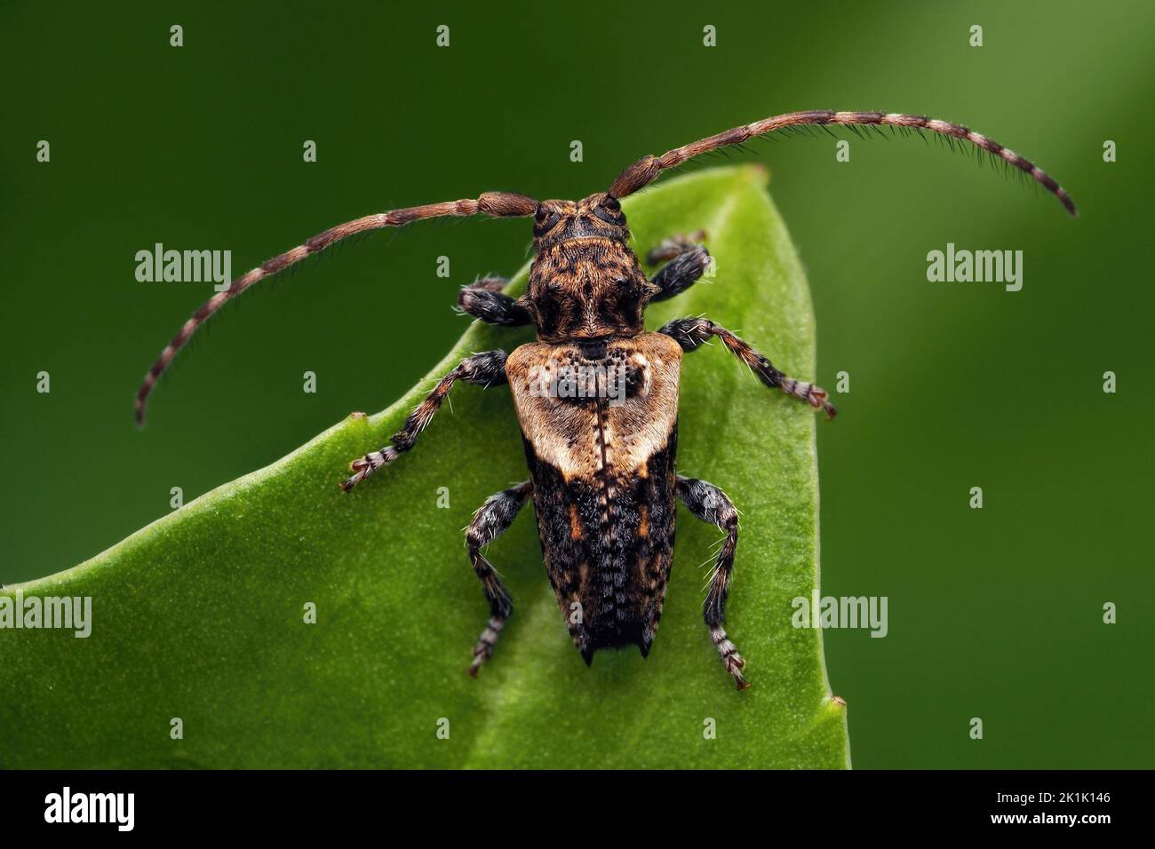 Lesser Thorn-tipped Longhorn Beetle (Pogonocherus hispidus) perched on ...