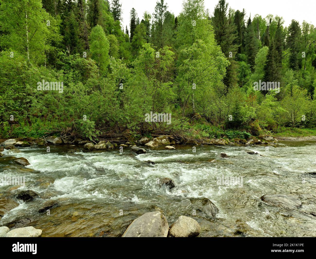 A stormy stream of a swift beautiful shallow river with stones at the ...