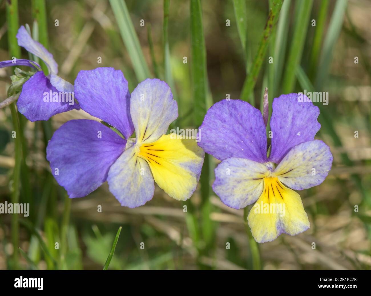yellow and blue form of Long-spurred pansy, Viola calcarata ssp ...