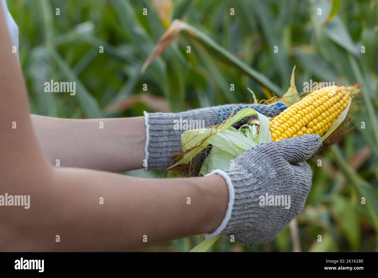 woman cleans the ear of corn with his hand. High quality photo Stock ...