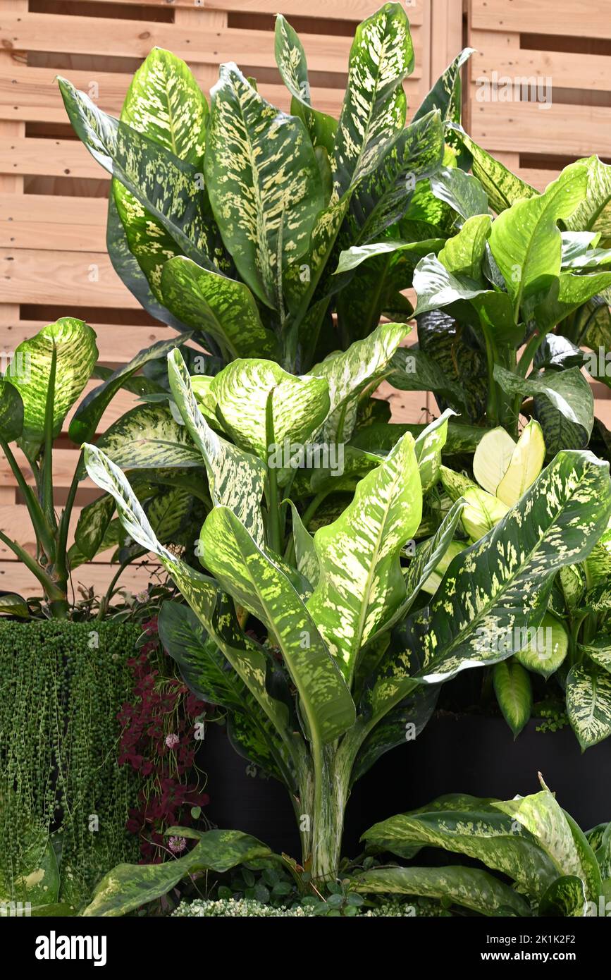 Beautiful houseplant leaves lines hi-res stock photography and images ...