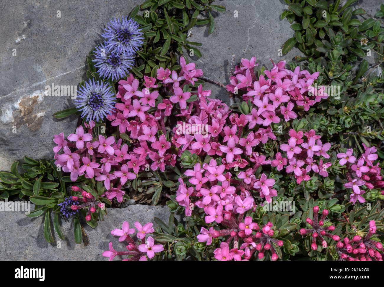 Garland flower, Daphne cneorum in flower on limestone, Maritime Alps ...